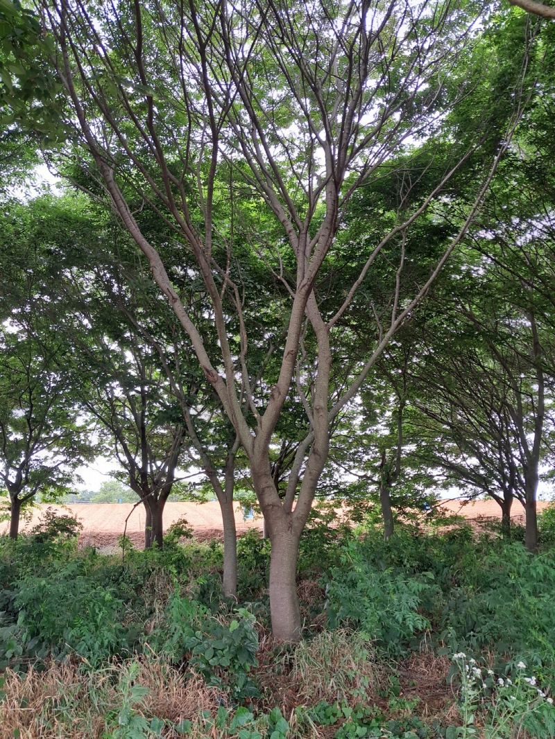 느티나무r20~r40a.b급 대한민국최저가로 모십니다.이팝나무a급r12~ - 산림경영지원