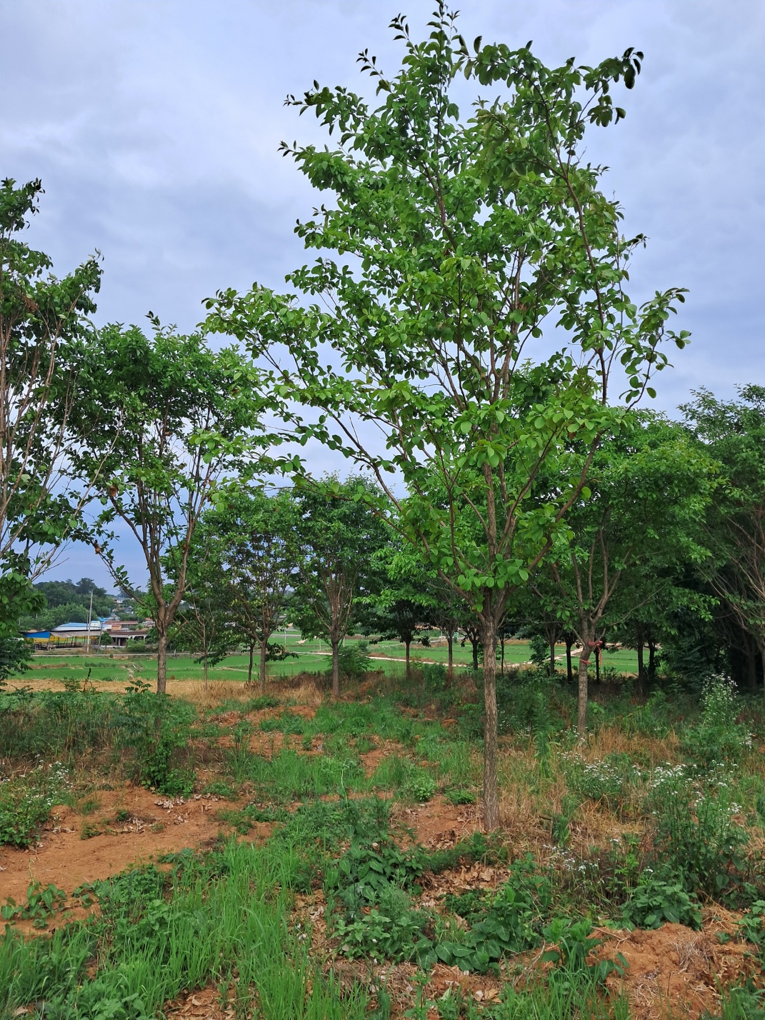느티나무r20~r40a.b급 대한민국최저가로 모십니다.이팝나무a급r12~ - 산림경영지원